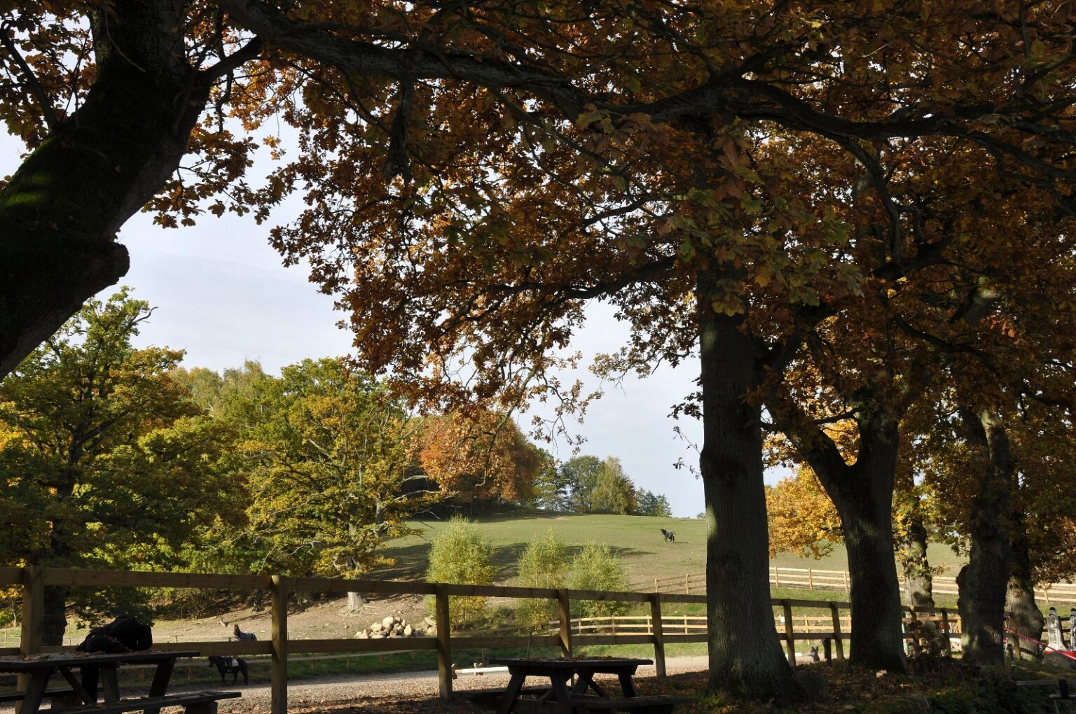 Bliv sponsor for Egene Rideklub – Egene Ridecenter